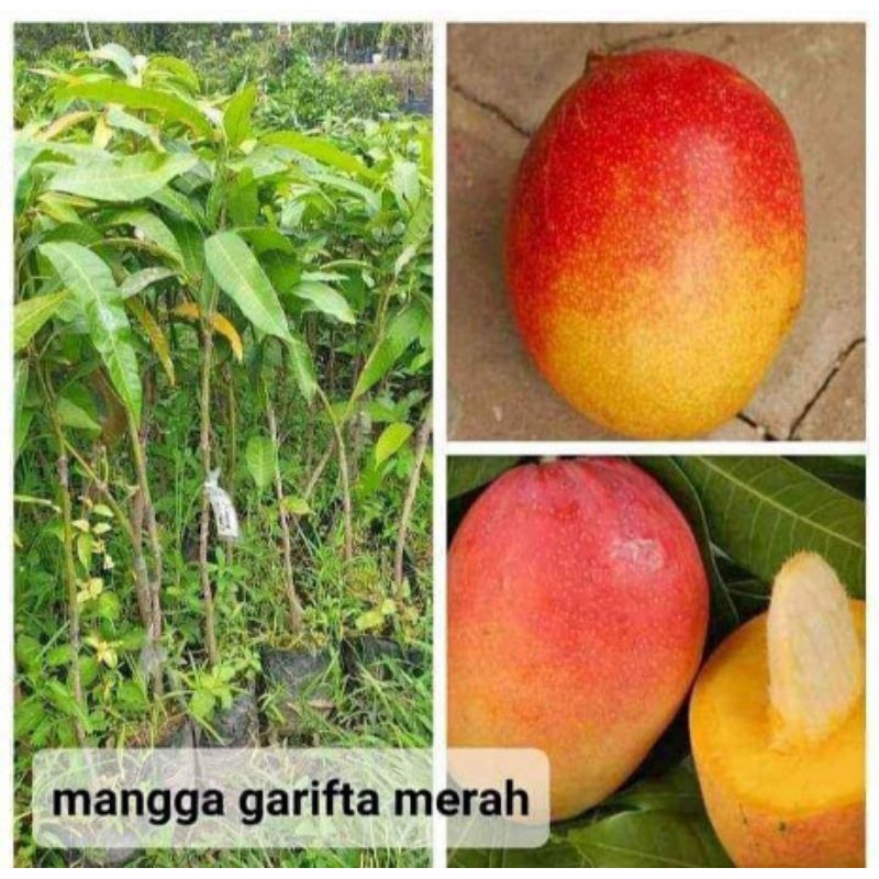 Jual bibit mangga garifta merah okulasi | Shopee Indonesia