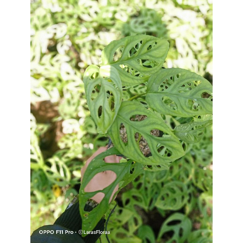 Jual (BISA COD) tanaman hias Monstera janda bolong REALPICT / bunga ...