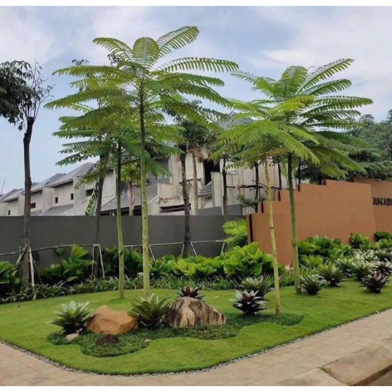 Jual Tanaman Peneduh solobium / Pakis Brazil Bibit / Tanaman ...