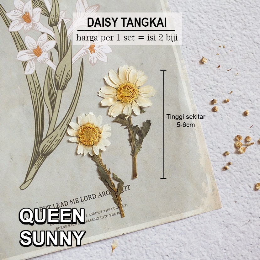 Jual Bunga Kering Asli Daisy Tangkai Real Dried Pressed Flower Topping ...