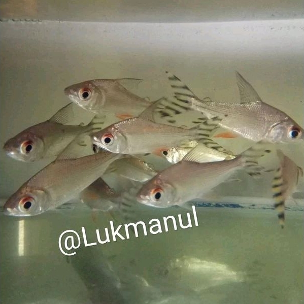 Jual Ikan american flagtail yellow feifeng | Shopee Indonesia