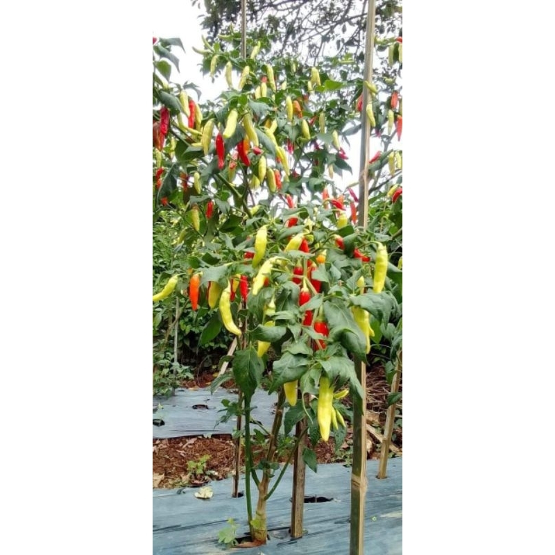 Jual BIJI BENIH CABE RAWIT DOMBA (isi puluan) | Shopee Indonesia