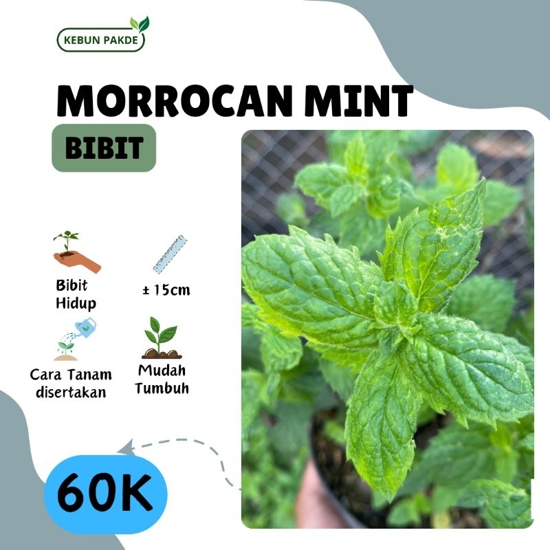 Jual Bibit Tanaman Daun Mint | Jenis Langka | Morrocan Mint | Siap ...