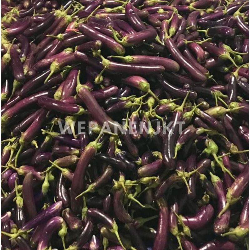 Jual Sayur Terong Ungu 1kg | Shopee Indonesia