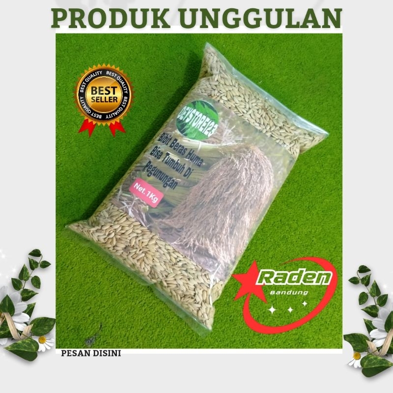 Jual Padi huma padi darat 1 kg | Shopee Indonesia