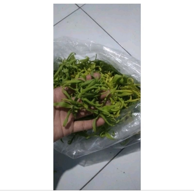 Jual Bunga kenanga fresh 200gram | Shopee Indonesia