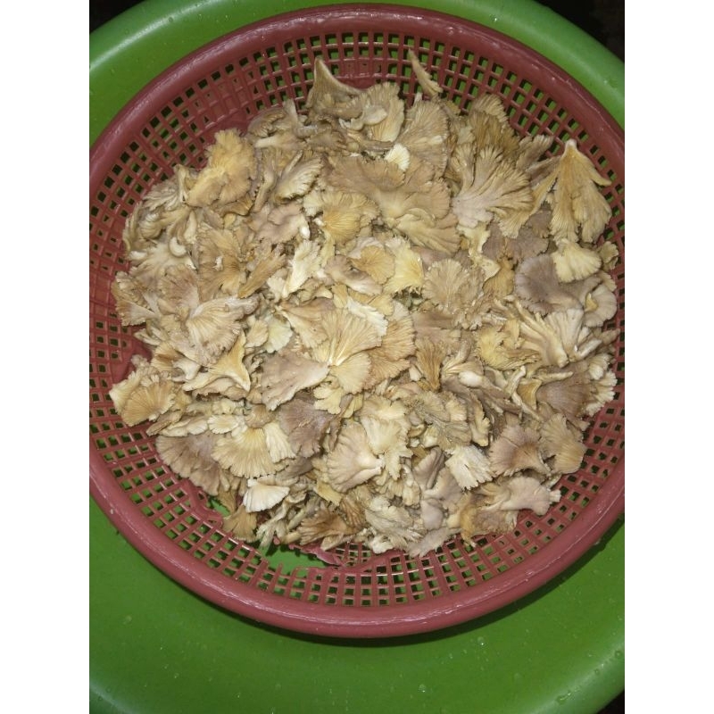 Jual JAMUR KRIKIT / JAMUR GRIGIT BERSIH BERAT 1 KG | Shopee Indonesia