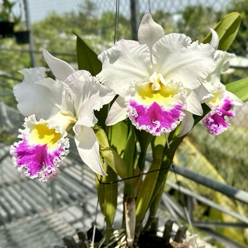 Jual Anggrek Liou Hope White - CATTLEYA TAIWAN remaja / dewasa (sudah ...
