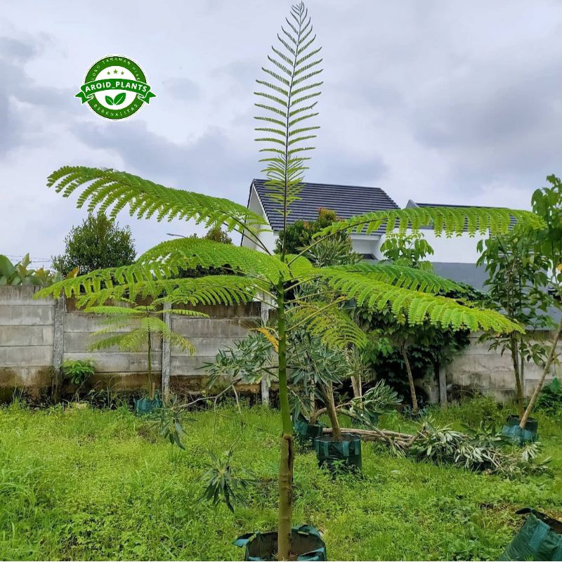 Jual Tanaman Hias Schizolobium Parahyba Ukuran 1 meter - Pohon Pakis ...