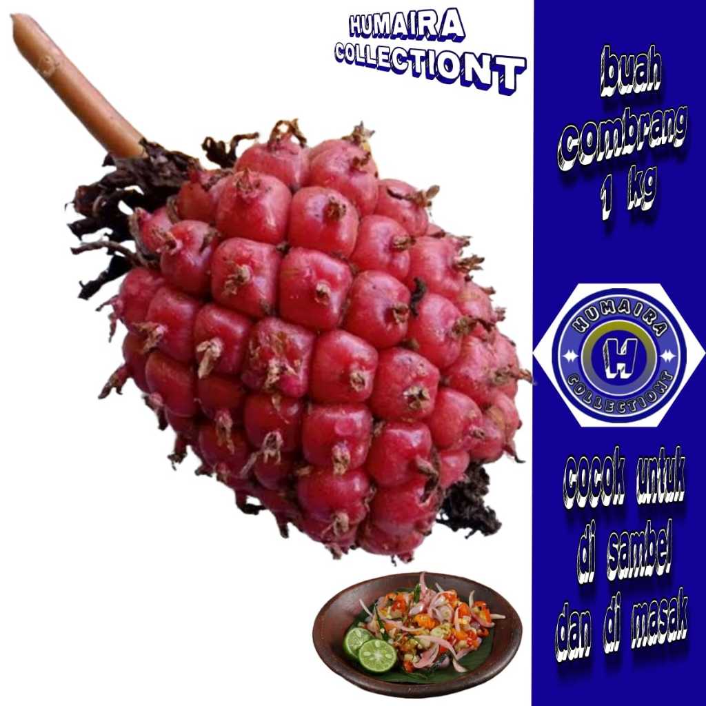 Jual Buah Honje Kecombrang 1 Kg | Shopee Indonesia