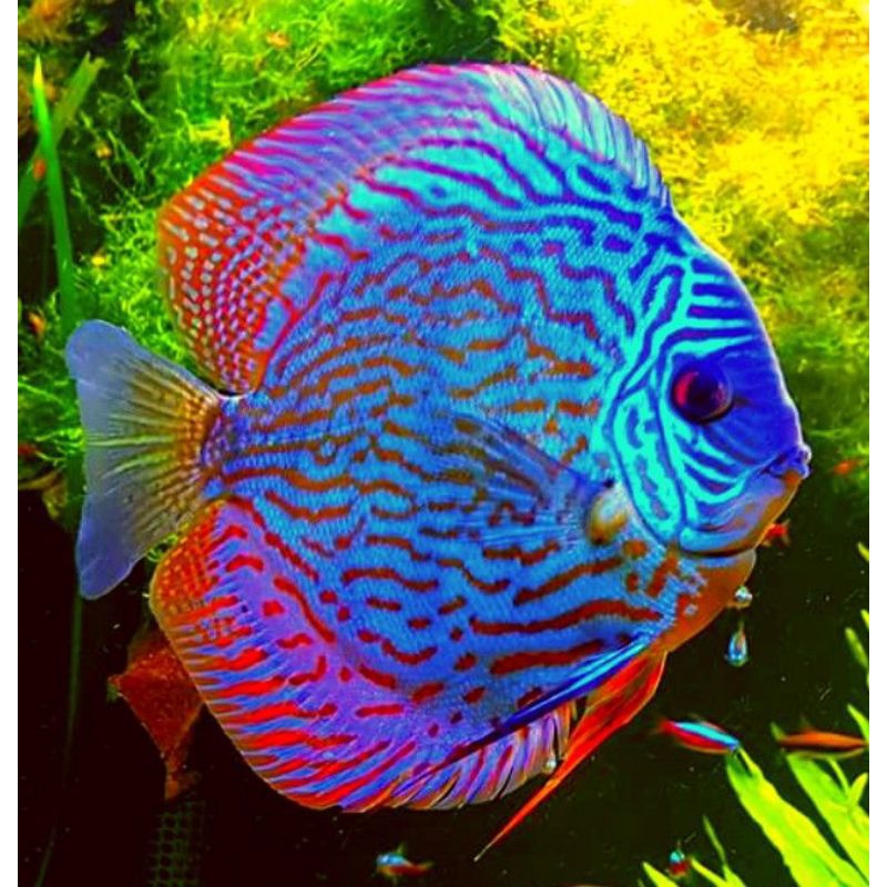 Jual discus galaxy mozaik 1inch - 3cm | Shopee Indonesia