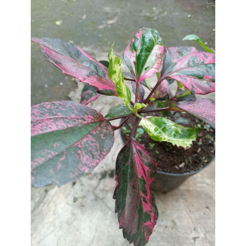 Jual Bunga Sepatu Variegata Merah Asli Bibit Tanaman Hias+Kirim Pakai ...