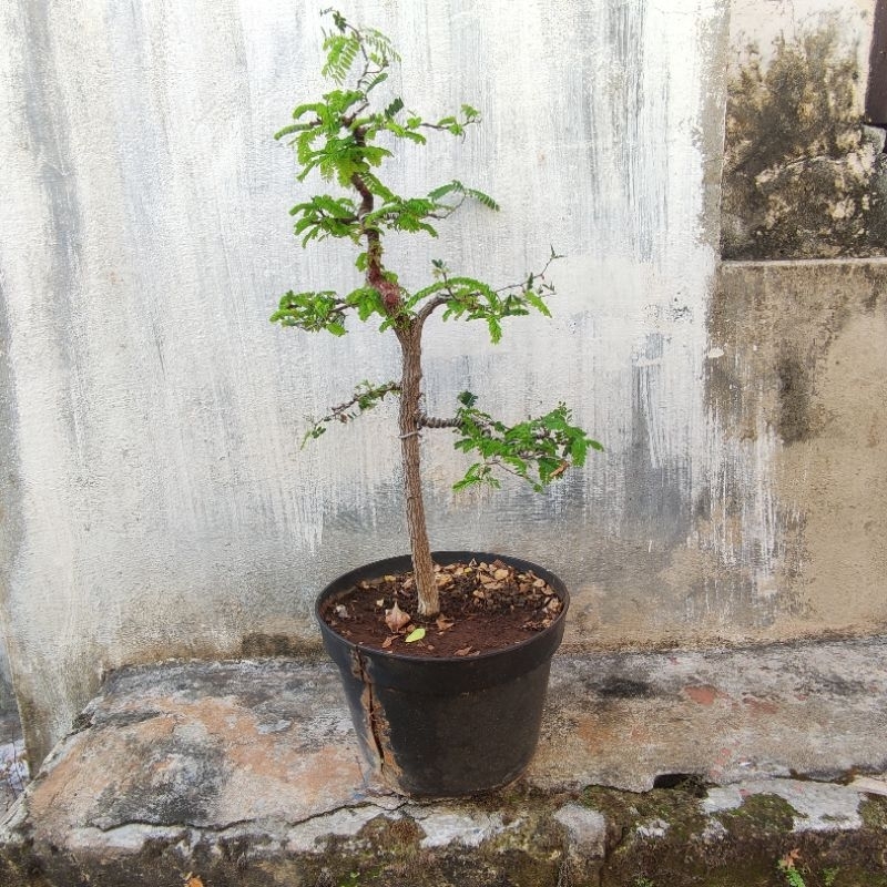 Jual Bonsai Asem Jawa / Asam Jawa | Shopee Indonesia