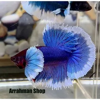Jual ikan cupang slayer butterfly big ear - ikan cupang halfmoon slayer ...