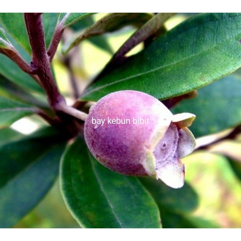 Jual tanaman buah karamunting / jambu rasa strawberry | Shopee Indonesia