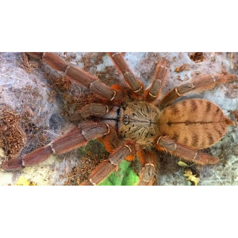 Jual Phormingochilus sp. Rufus 4cm | Shopee Indonesia