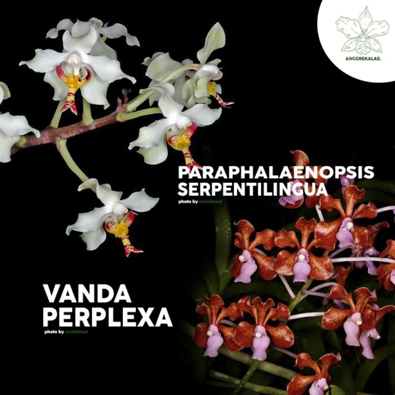 Jual Anggrek Ekor Tikus Paraphalaenopsis serpentilingua x Vanda perplexa | Shopee Indonesia