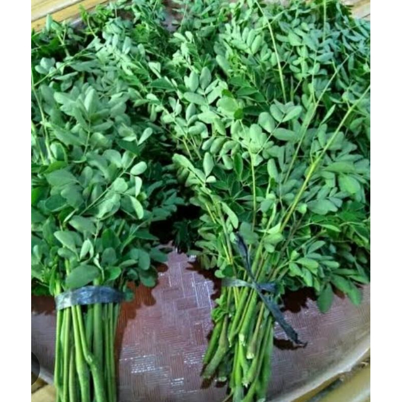 Jual Daun kelor segar | Sayuran Organik | 250 gr |500 gr | 1 Kg ...