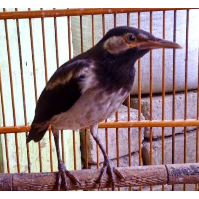 Jual BURUNG ANAKAN SUREN | Shopee Indonesia