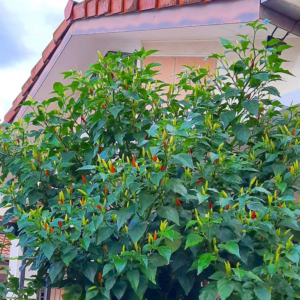 Jual 1 Pot Tanaman Cabe Rawit Hidup Super Pedas Siap Berbuah Lebat Cod ...