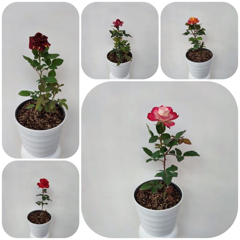 Jual 5 Pohon Bibit Bunga Mawar Batik | Shopee Indonesia