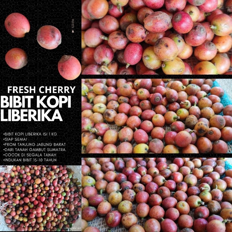 Jual Bibit Kopi Liberika Petik Merah Cherry | Shopee Indonesia
