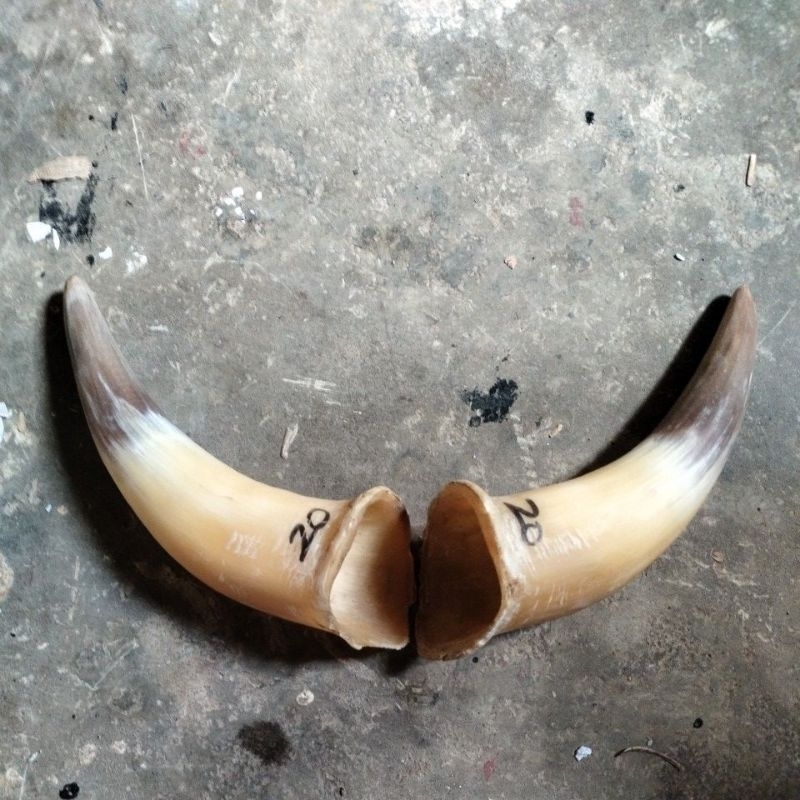 Jual tanduk sapi ukuran 1 kill | Shopee Indonesia