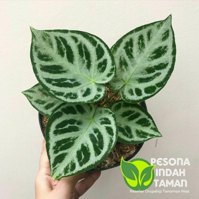 Jual Tanaman hias anthurium dorayaki silver blush - Dorayaki silver ...