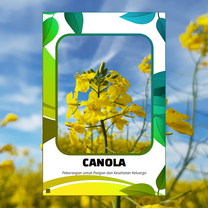 Jual Benih Bunga Kanola isi 500+ Biji Canola / Brassica napus untuk ...