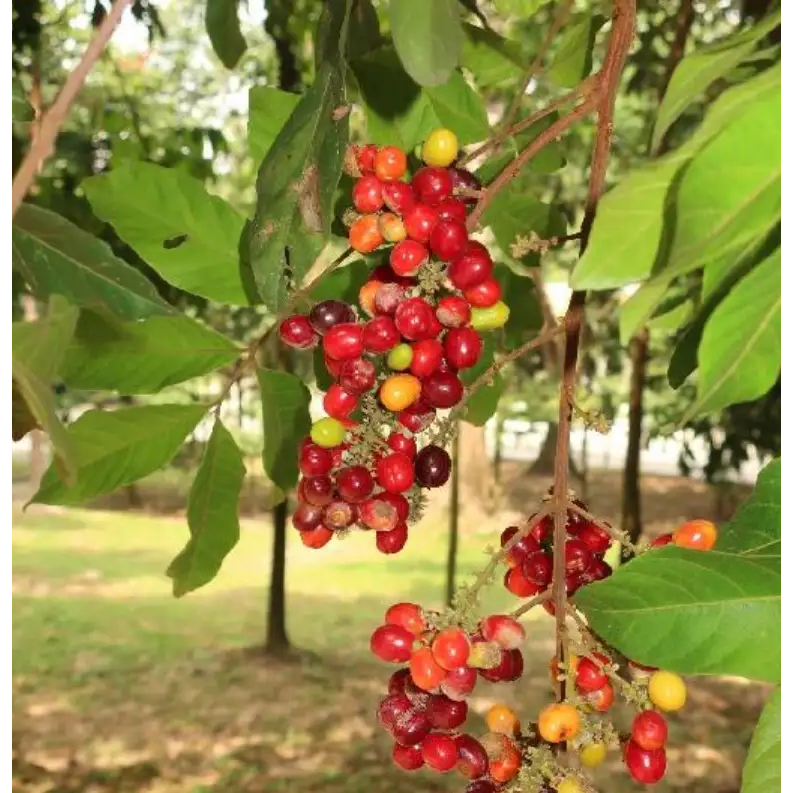 Jual Bibit Pohon Katilayu | Klayu - Pohon Penghasil Getah | Shopee ...