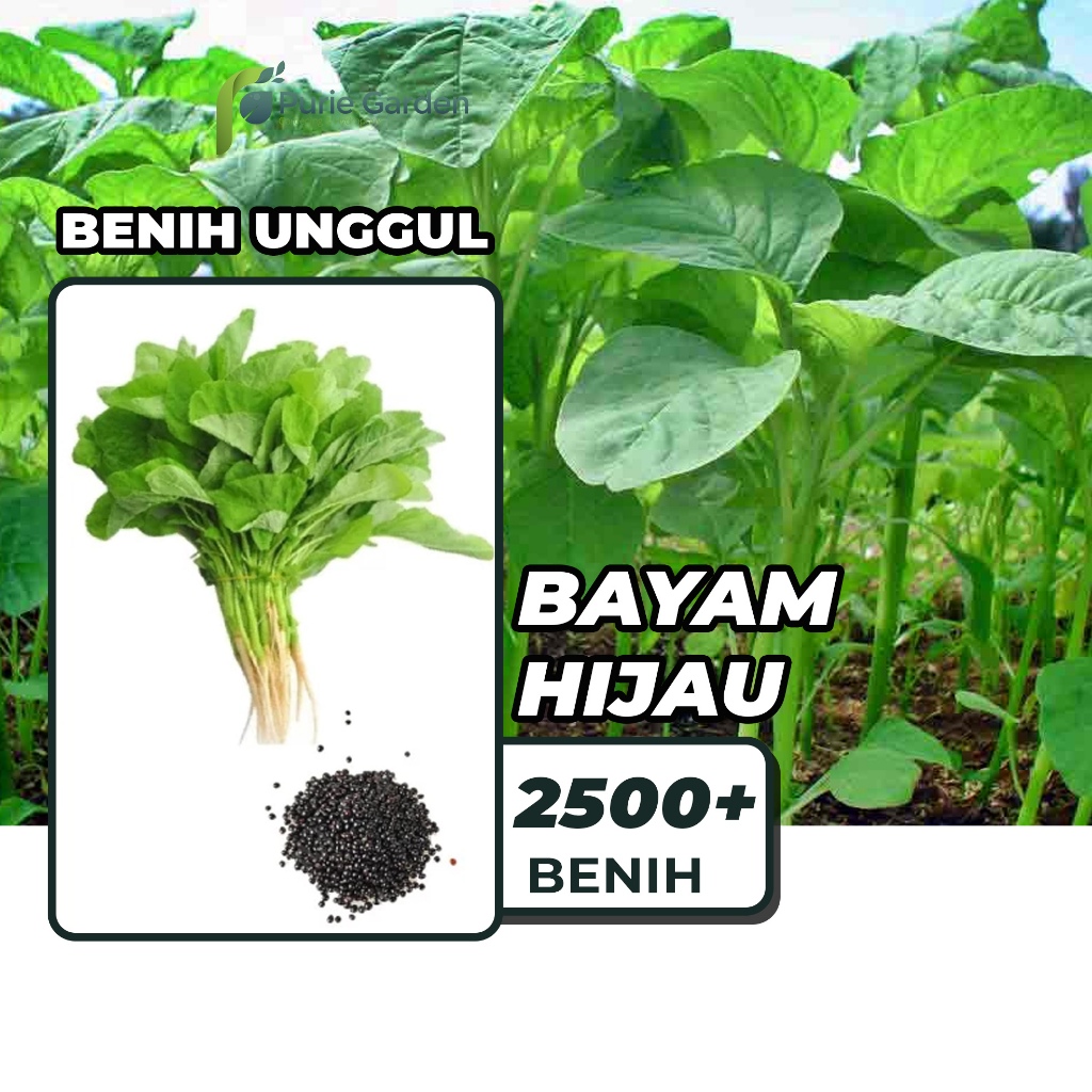 Jual Benih Bibit Bayam Hijau 2500+ Benih PG KDR | Shopee Indonesia
