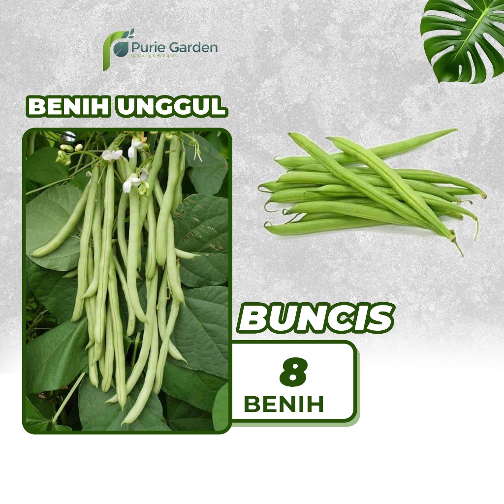 Jual Benih Bibit Buncis 8 Benih PG KDR | Shopee Indonesia