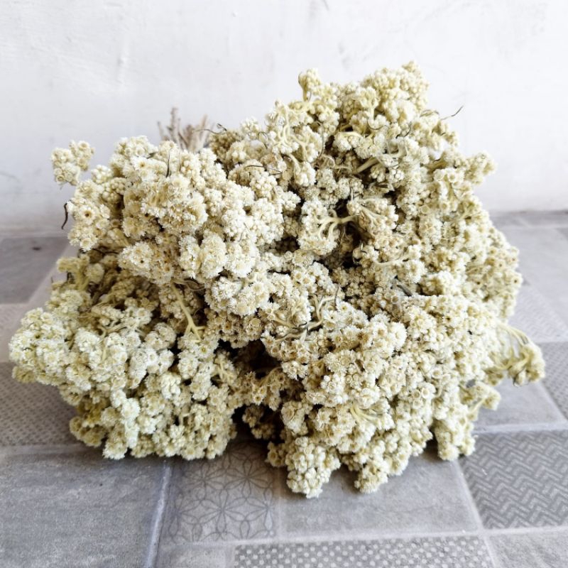 Jual Edelweiss putih / edelweis natural / edelweis kering / bunga abadi ...