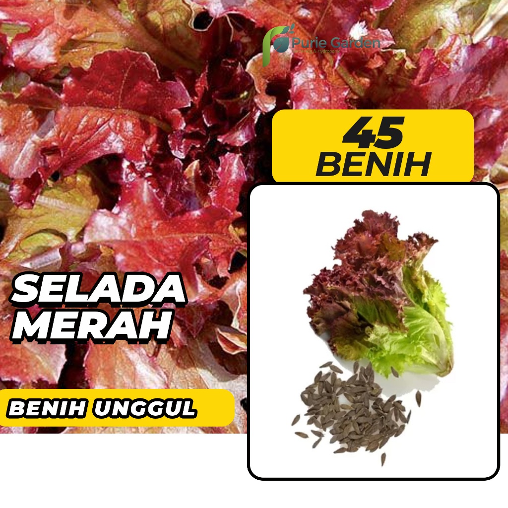 Jual Benih Bibit Selada Merah 45 Benih PG SBY | Shopee Indonesia