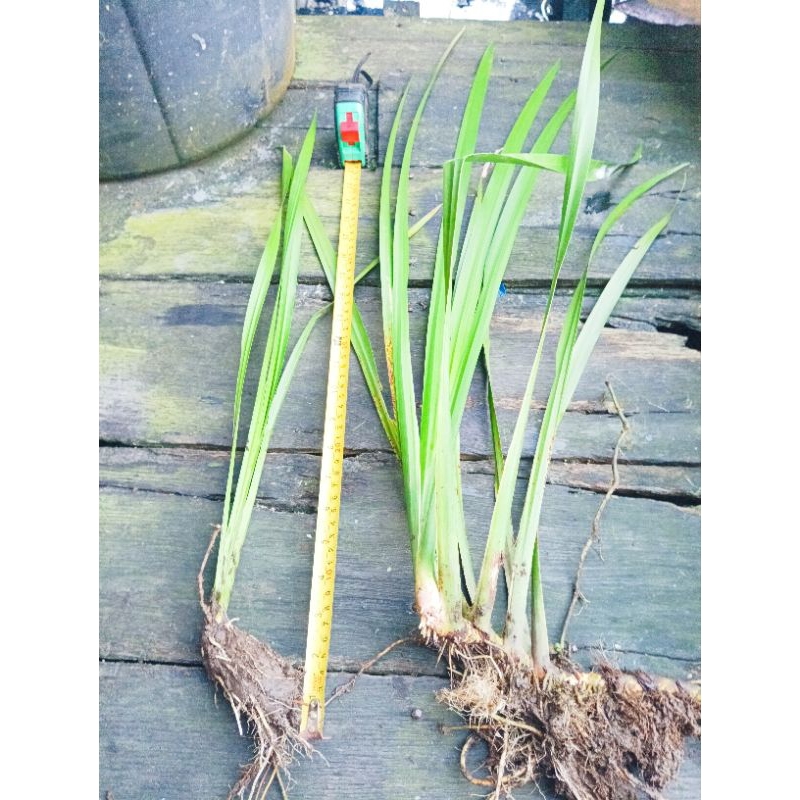 Jual Jerangau / Jeringo / Dlingo (Acorus calamus) | Shopee Indonesia
