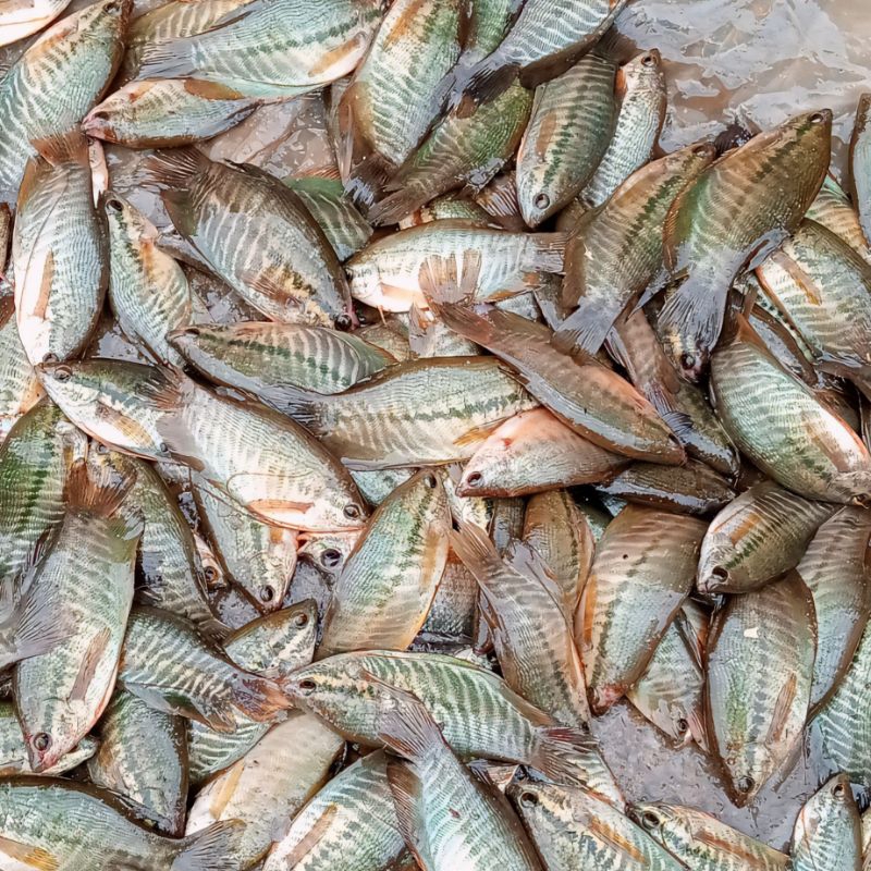 Jual Ikan Sepat Siam 1 kg | Shopee Indonesia