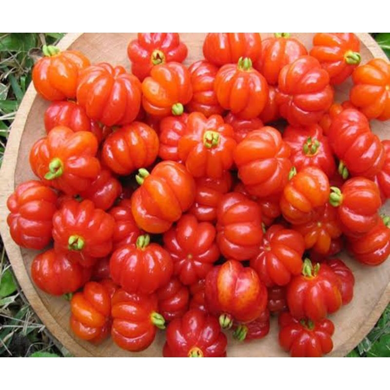 Jual (KHUSUS JAWA) Buah Dewandaru / Cermai Belanda / Asam Selong Segar ...