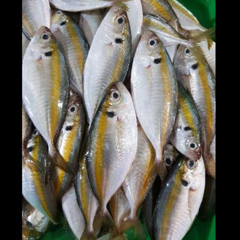 Jual Ikan Selar Kuning Segar | Shopee Indonesia