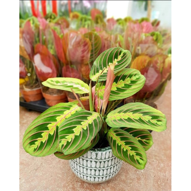 Jual Tanaman Hias Hidup CALATHEA MARANTA-Calathea Maranta Cantik Murah ...