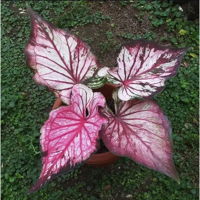 Jual Tanaman Hias Caladium New hybrid-Keladi Thai Series Cantik ...