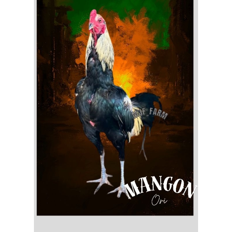 Jual telur ayam Bangkok mangon ORI (Telur fertil) | Shopee Indonesia