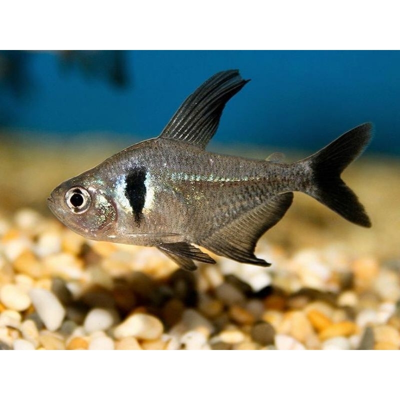 Jual phantom tetra / red phantom tetra fish / yellow phantom tetra fish ...