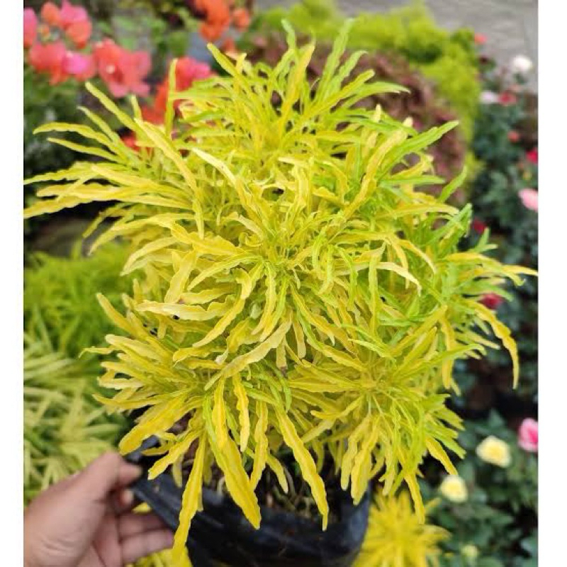 Jual Tanaman Hias Brokoli Kuning Eoudia Ridleyi / Tanaman Pengusir ...