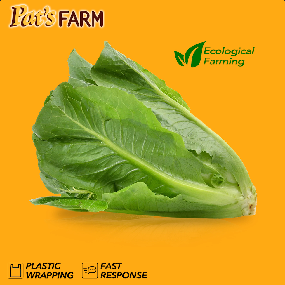 Jual Selada Romaine / Romaine Lettuce | Shopee Indonesia