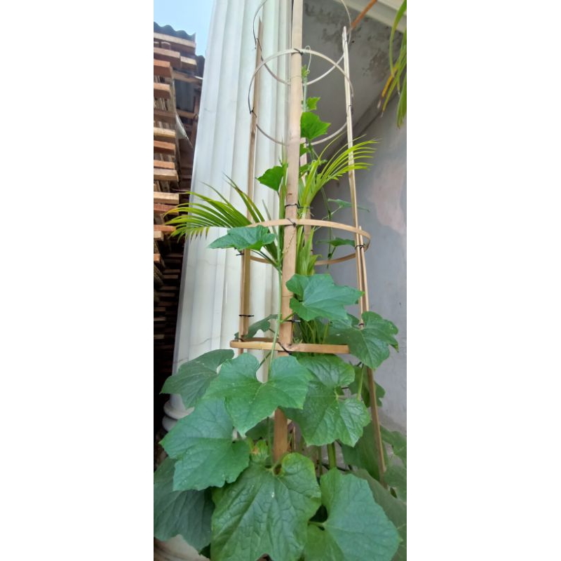 Jual Bambu bilah bambu ajir untuk tanaman 150 cm | Shopee Indonesia