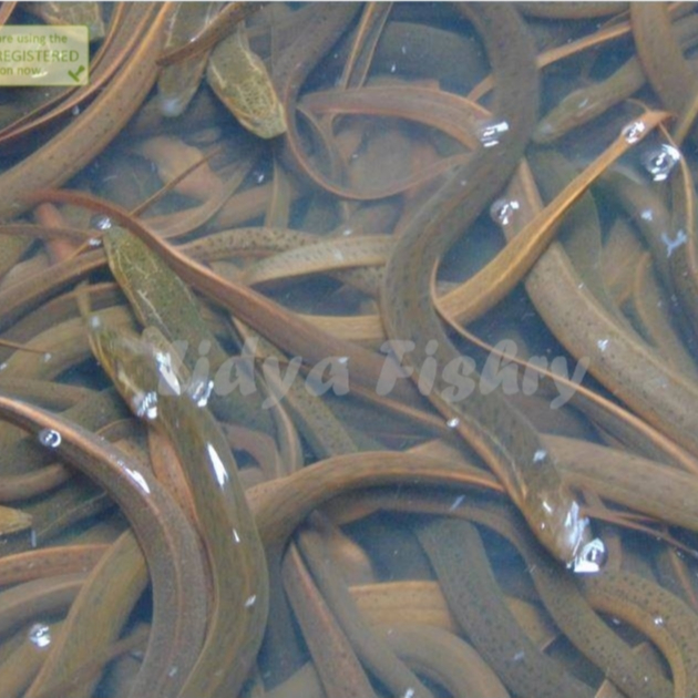 Jual Ikan Belut Hidup Belut Sawah Segar Belut 1Kg | Shopee Indonesia