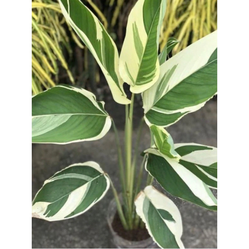 Jual Tanaman hias Calathea Arundinaceae Variegata / Calatea sagu ...