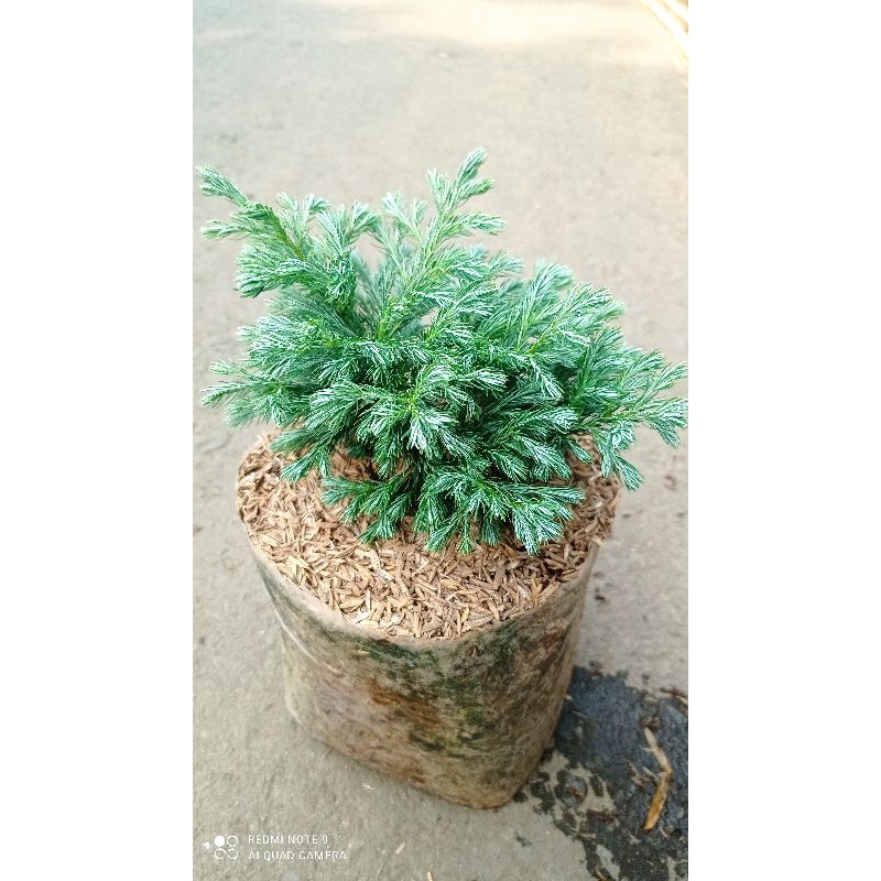 Jual Cemara Perak(𝘼𝙗𝙞𝙚𝙨 𝙖𝙡𝙗𝙖) | Shopee Indonesia