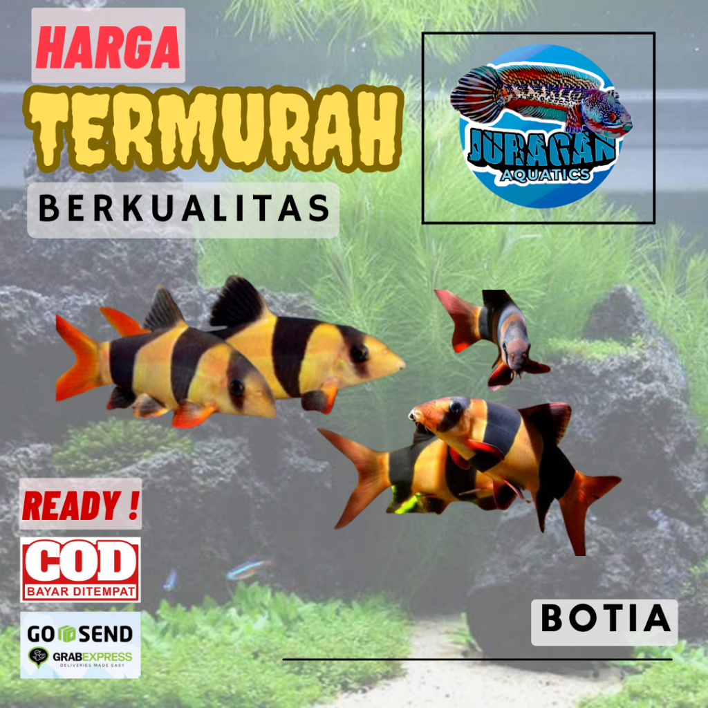 Jual Ikan Botia Nemo Air Tawar - Ikan Hias Air Tawar Aquariun - Ikan ...