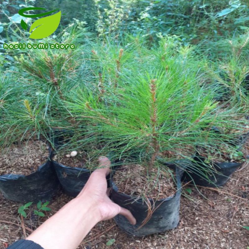 Jual Bibit pinus merkusi cemara pinus siap tanam | Shopee Indonesia